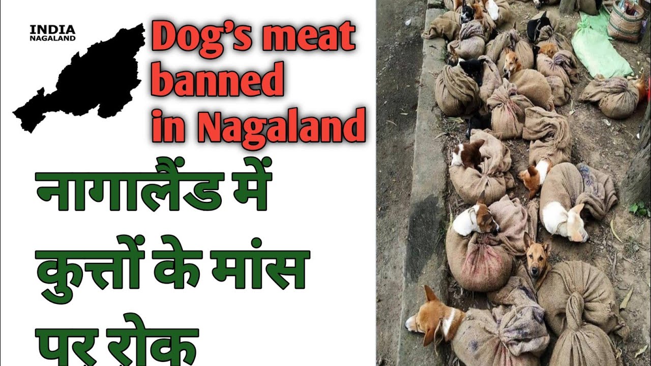 Dog's meat banned in Nagaland | नागालैंड में कुत्ते के मांस पर प्रतिबंध ...