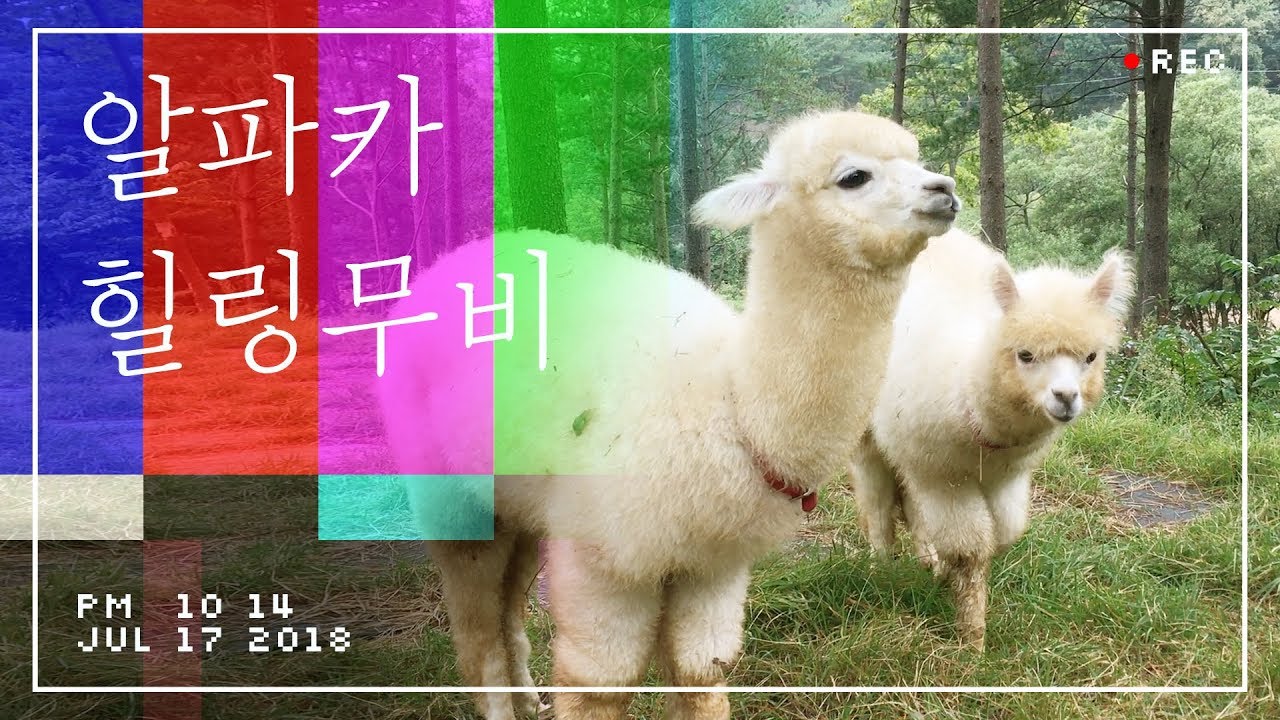 알파카 힐링무비 (Alpaca Healing Movie) - YouTube