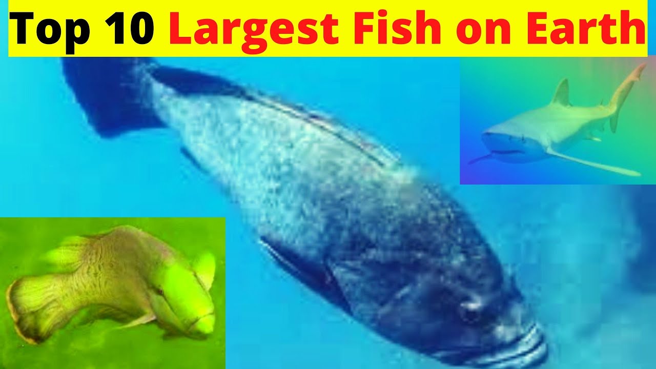 Top 10 Largest Fish Alive on Earth | 10 Biggest Fish In The World ...