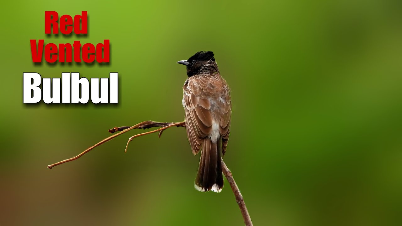 Singing Nightingale | Red vented Bulbul sound | best Birds Songs - YouTube