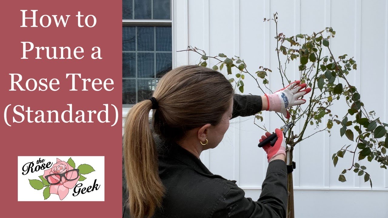 How To Trim A Rose Tree at Michelle Ma blog