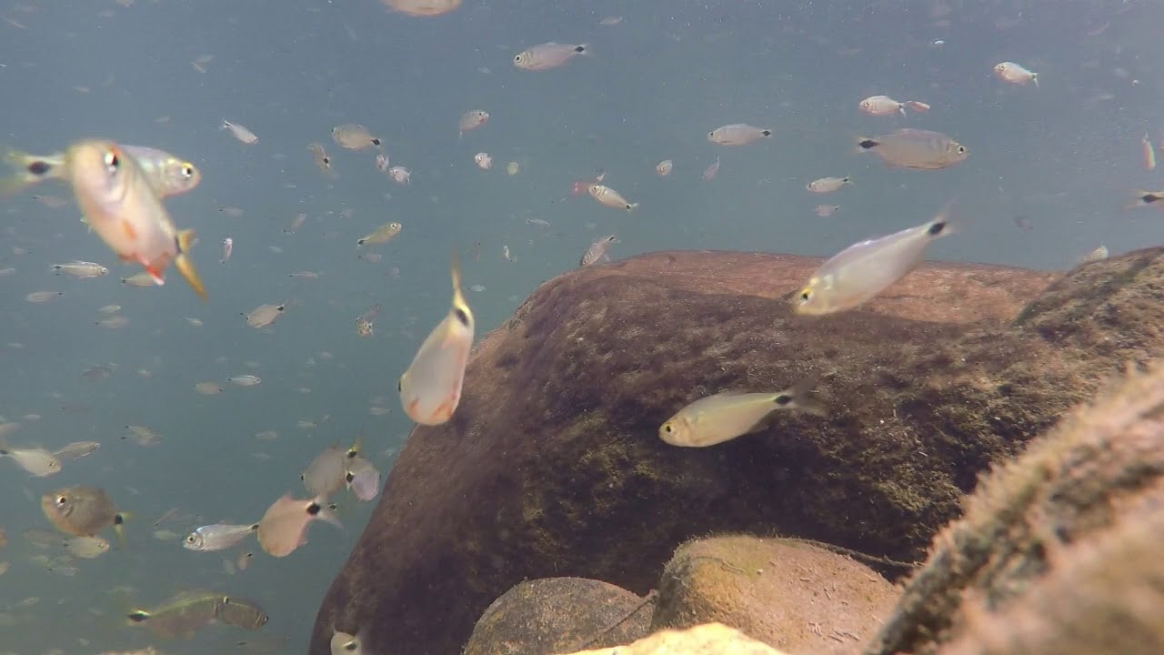 Peces cardumen de sardinas en algún río de Costa Rica - YouTube