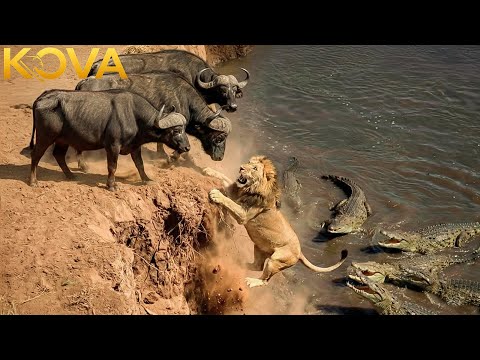 Cape Buffalo vs Lion: Strongest Alliance in The African savanna | Animal Fight