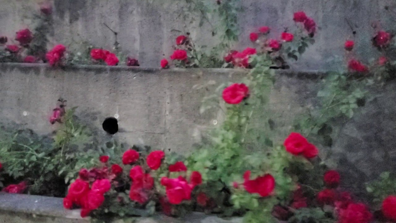 Valantine LoverRed Roses 🌹 Season In Canada 🇨🇦 Must Watch - YouTube