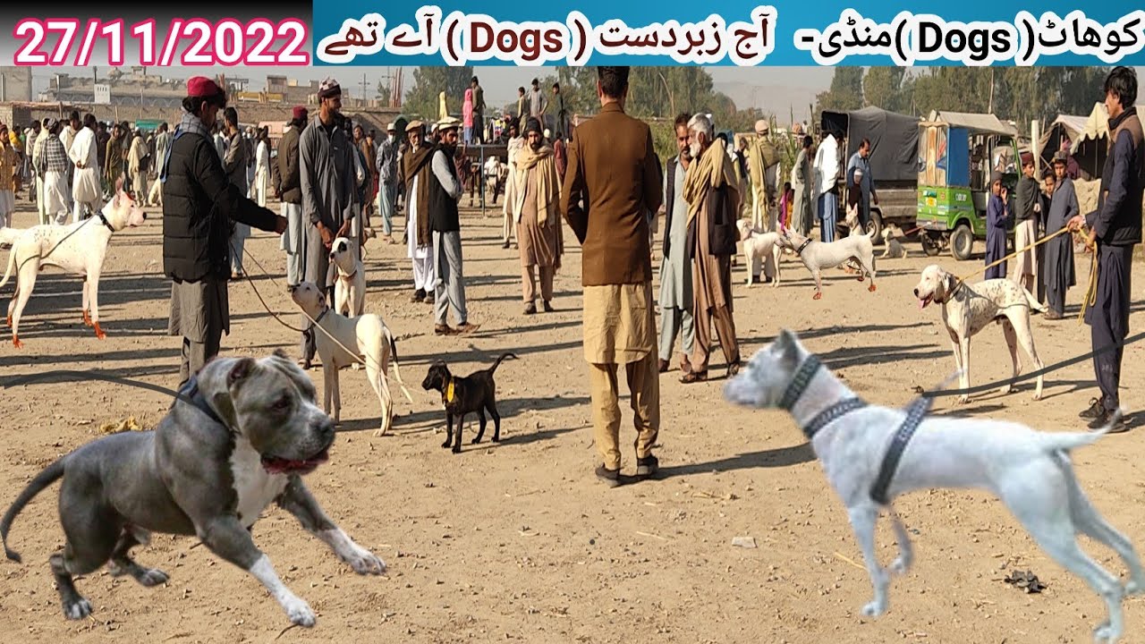 Special Kohat Dogs Market | Pitbull | Kohati gultair | German shepherd ...