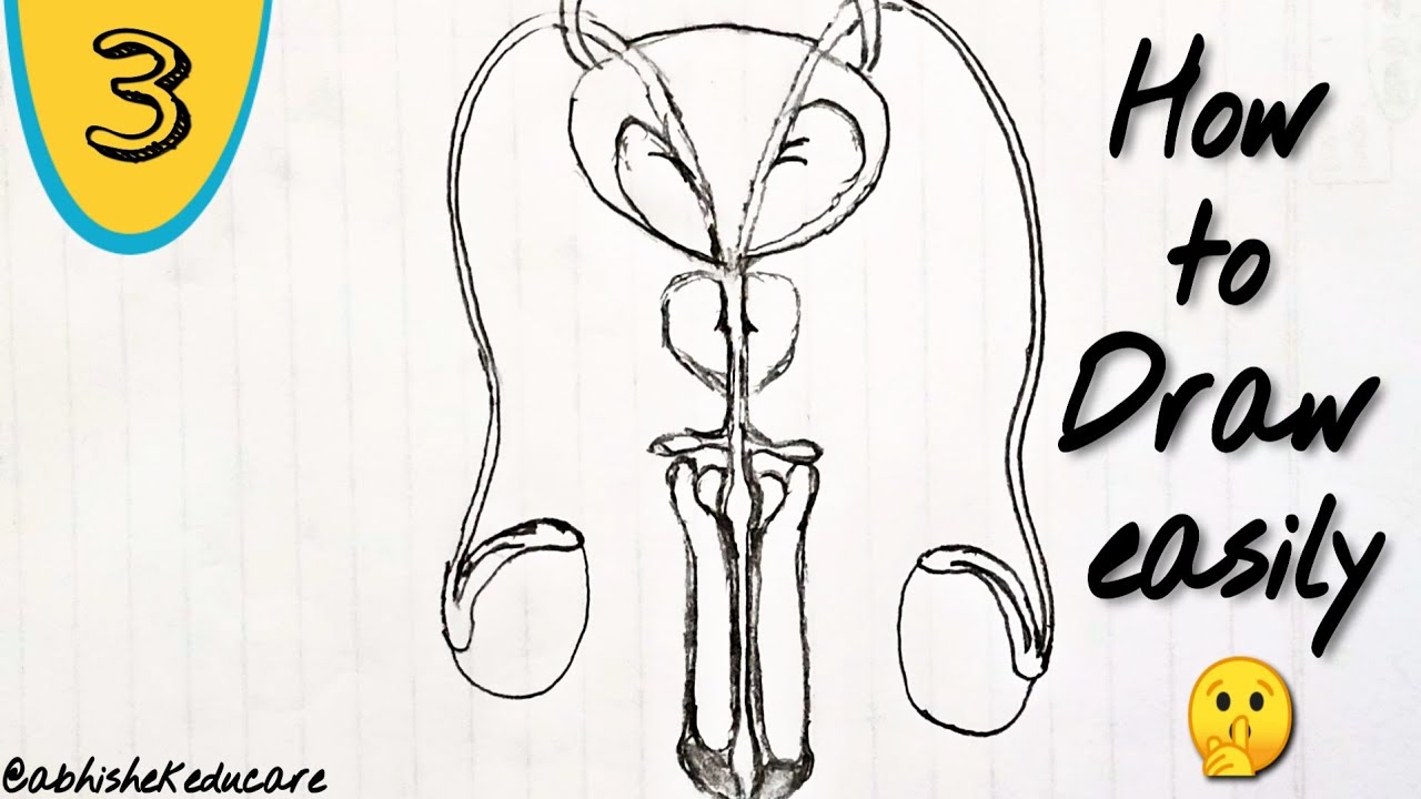 How to draw male reproductive system | Class 10th and 12th important ...
