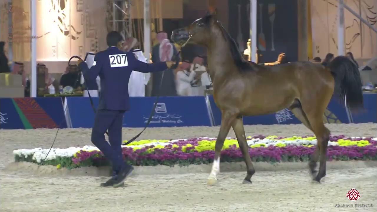 N207 HA KAYAN - Asharqia Arabian Horse Classic 2020 - Yearling Colts ...