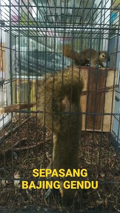 TUPAI GENDU/BAJING KELAPA - YouTube