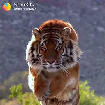 Save tiger - YouTube