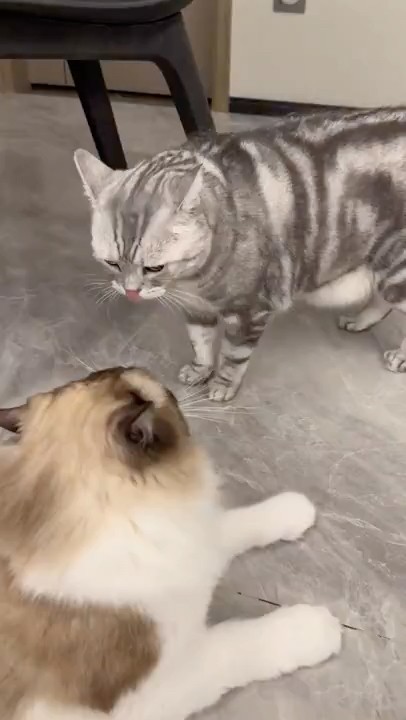 What happens when cats have a conflict? - YouTube