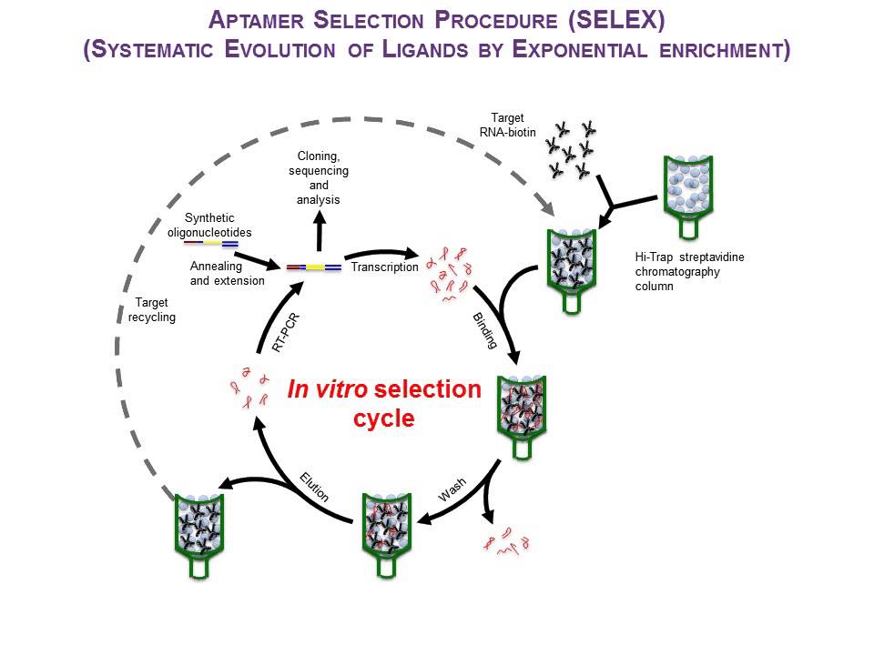 [A012] Application of RNA Aptamers to the Control of the Hepatitis C ...