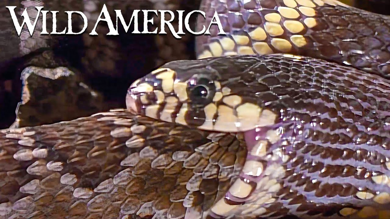 Wild America | S4 E3 King of Snakes | Full Episode HD - YouTube