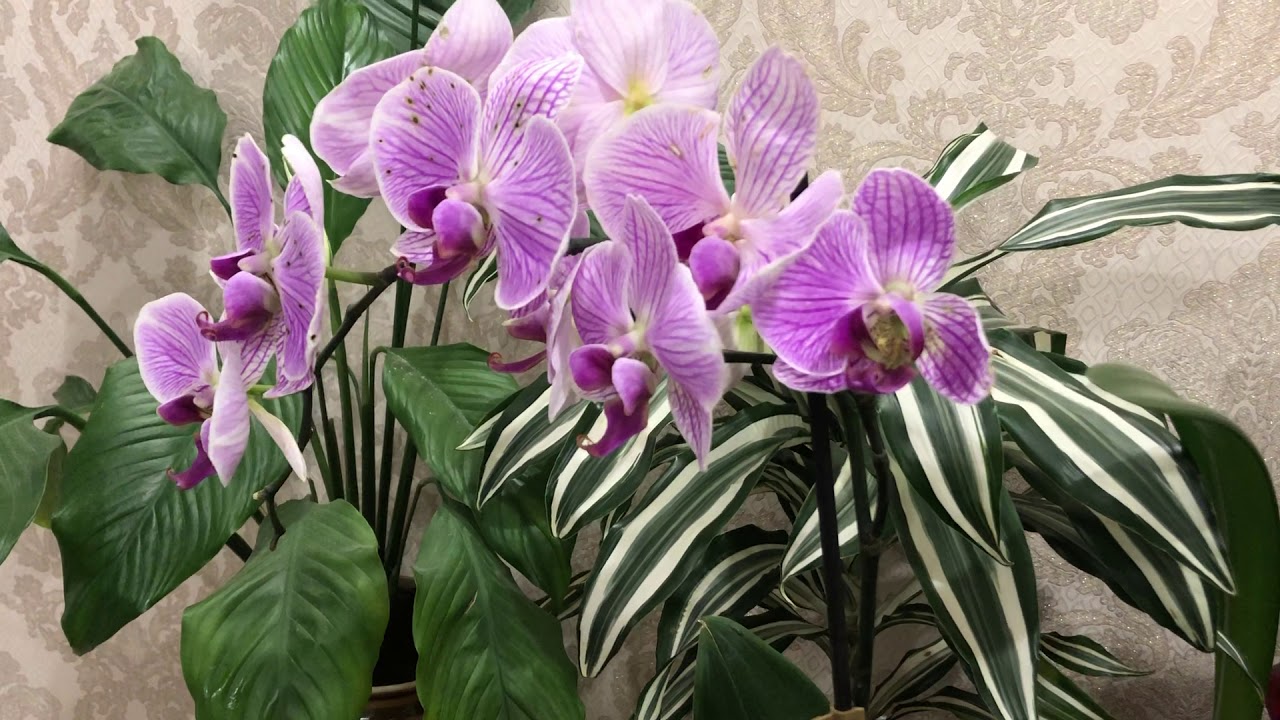 Orxideyaya qullug🌺/ Уход за орхидеей - YouTube