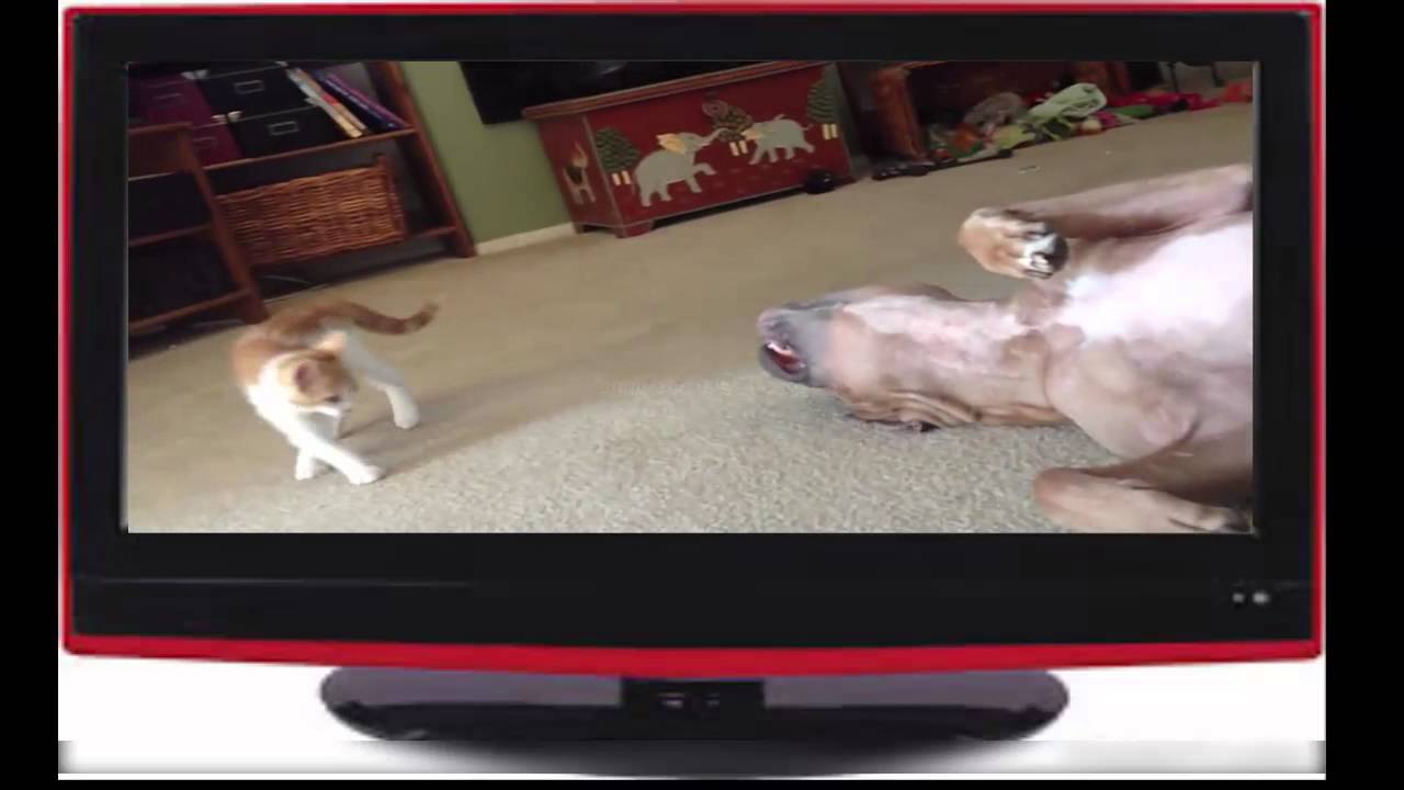 amazing!! FUNNY videos clip.funny animals.june 2015 - YouTube