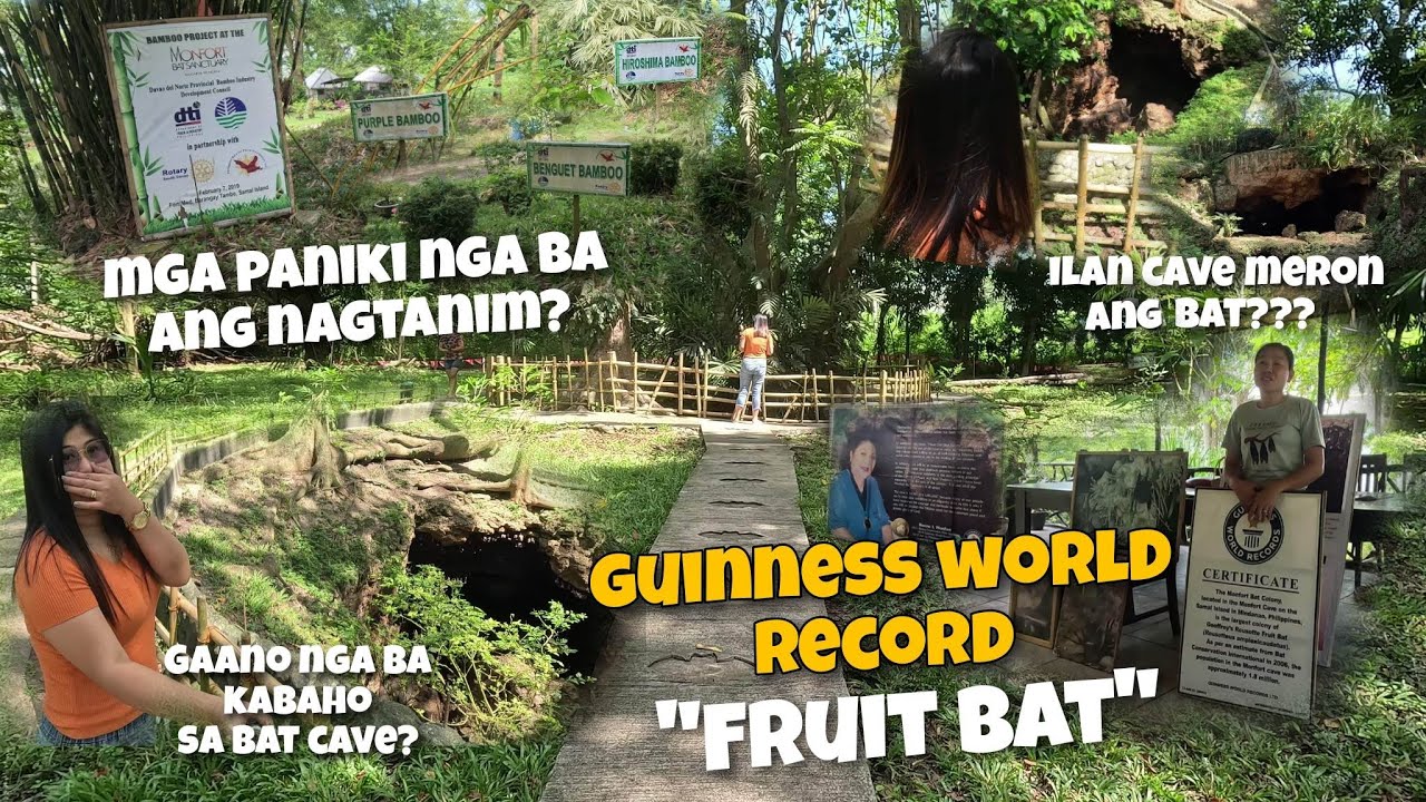 Monfort Bat Sanctuary: Largest Colony of Bats (Guinness Record) Samal ...