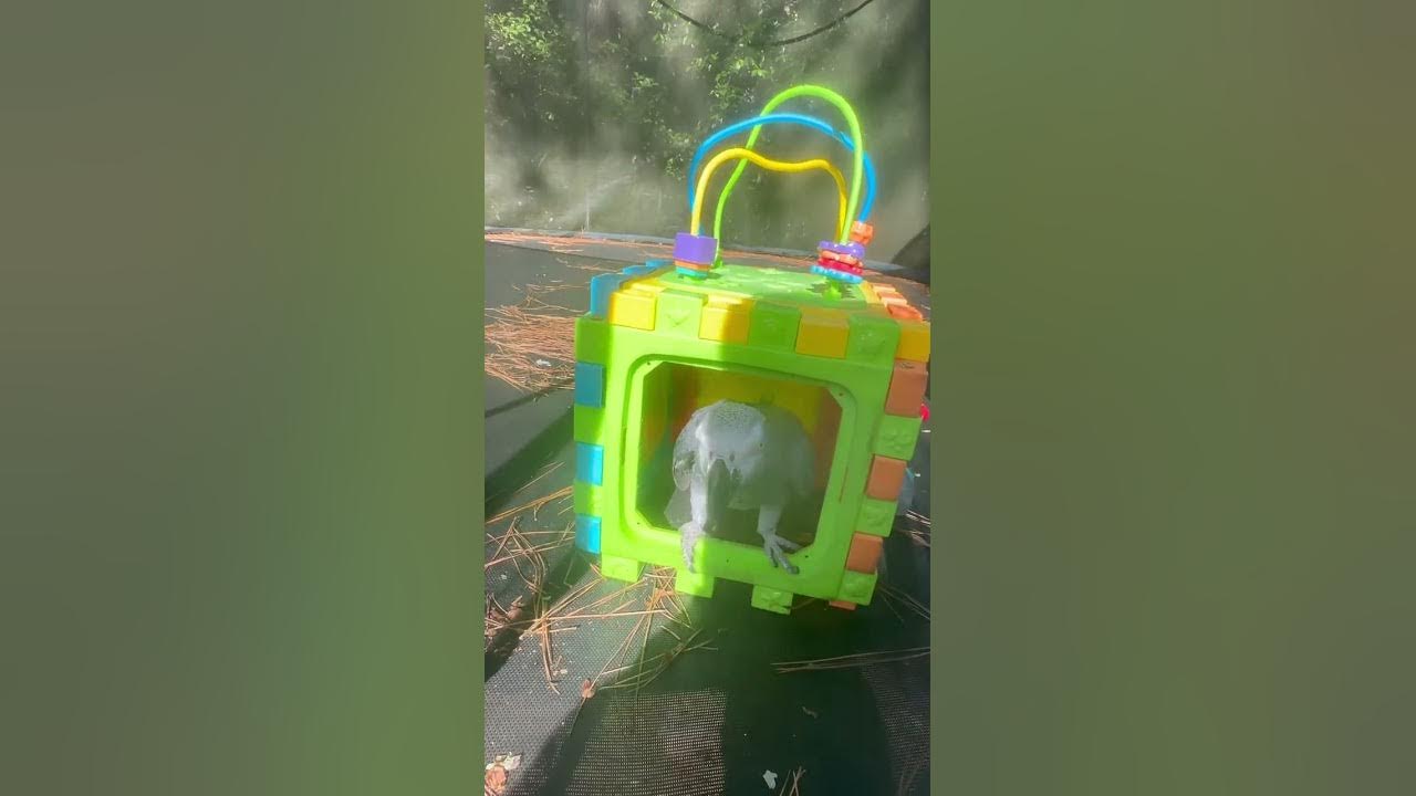 Earl & Bus visit the hens, subtitles, fly trap madness, rolling RR's ...