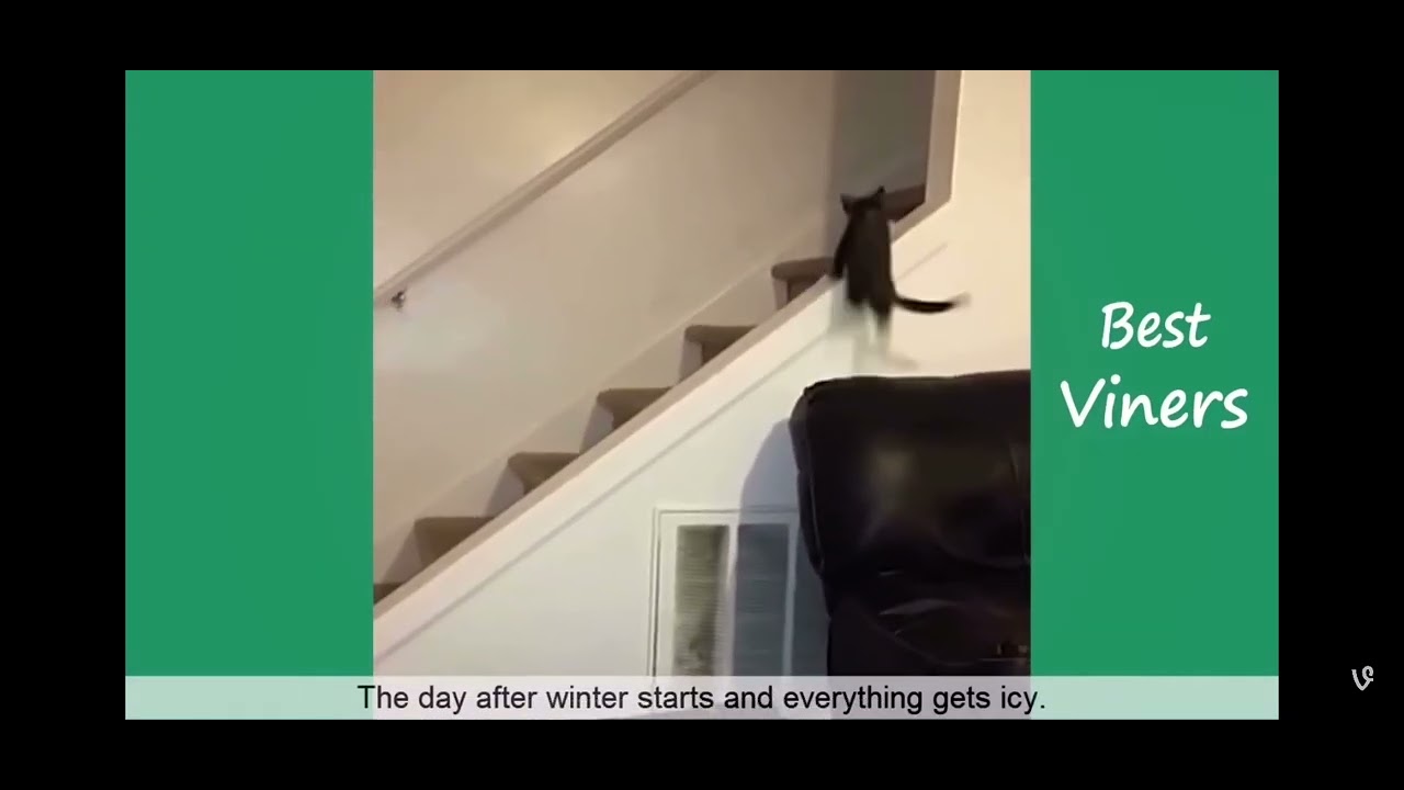 Cat slides down the stair railing - YouTube
