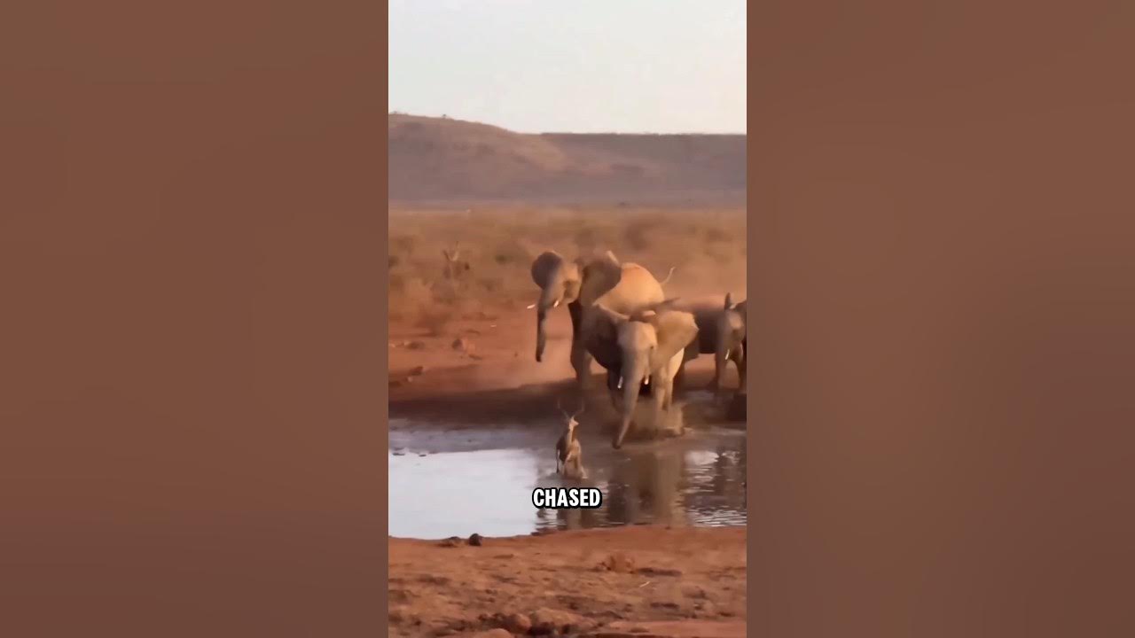 Epic Jungle Chase: Deer vs. Elephants & Hyenas - YouTube