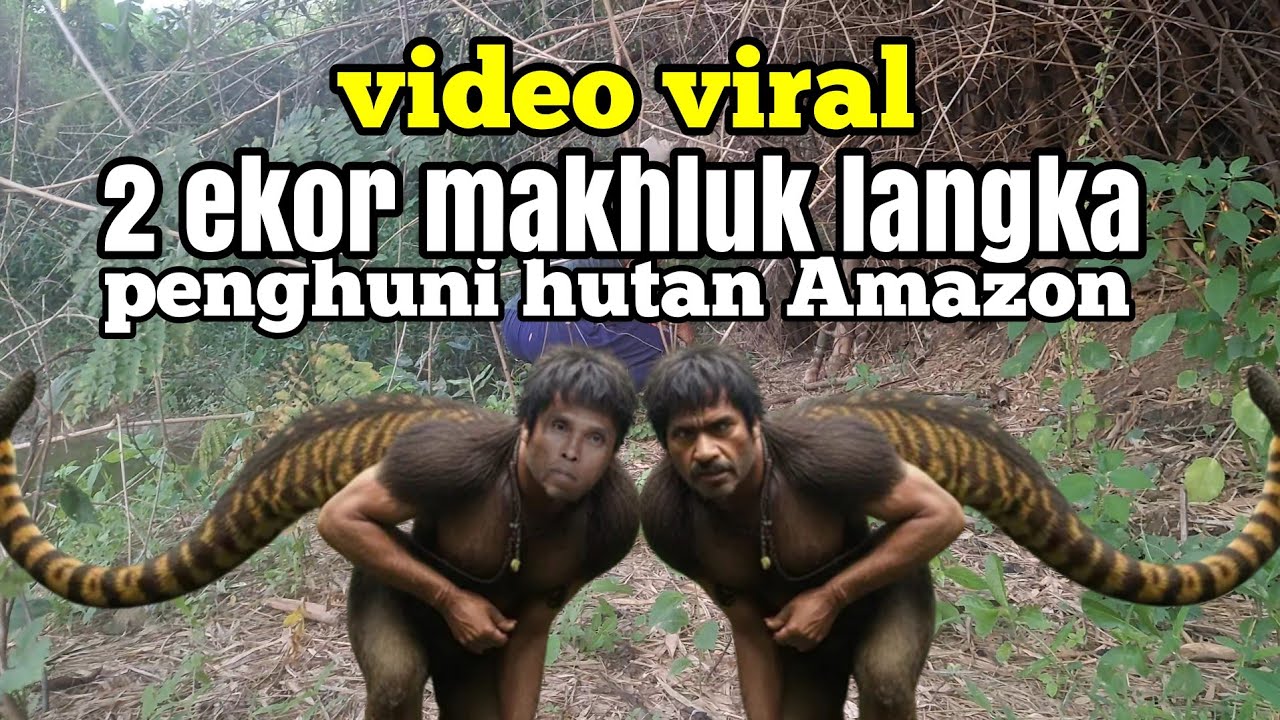 Explorer di hutan balantara berburu manusia langka berekor depan - YouTube