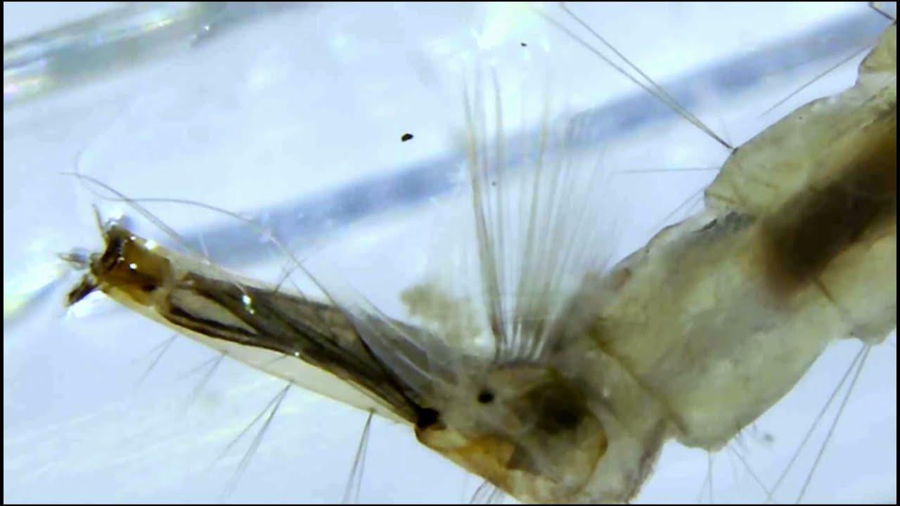 Mosquito Larva Siphon | Under the Microscope: Insects Ep. 26 - YouTube