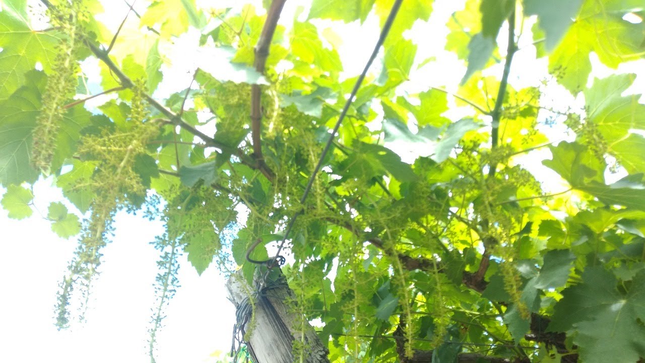 ETAPA DE FLORACION EN LA UVA, VID - YouTube