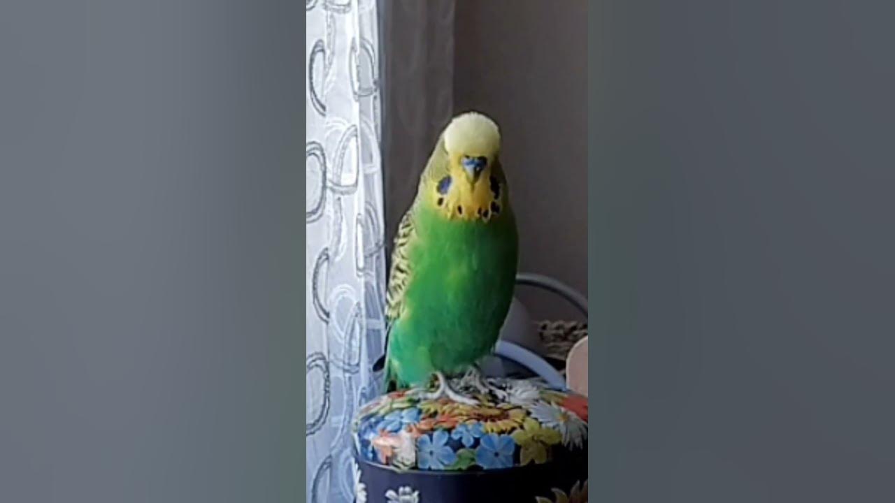 Самый Разговорчивый и смешной Попугайчик Кеша 😀#попугай #shorts # ...