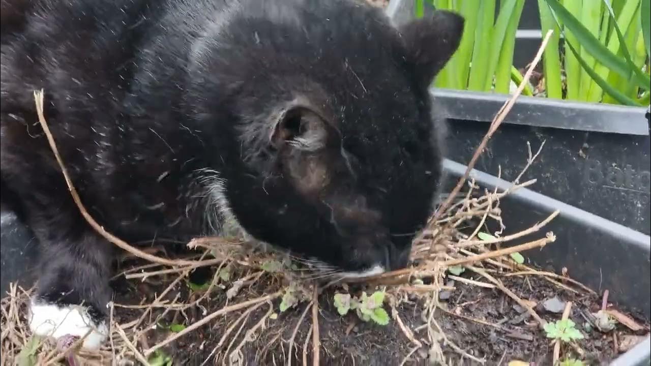 Cat rolling in Catnip Plant - YouTube