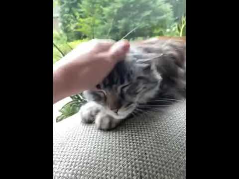 Pat pat cat #mainecoon #eevee #kitten #cat #cute #beautiful #patpat - YouTube