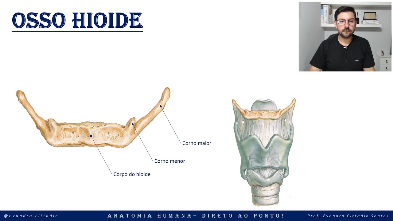 Osso hioide - Esqueleto axial - Sistema esquelético - Anatomia direto ...