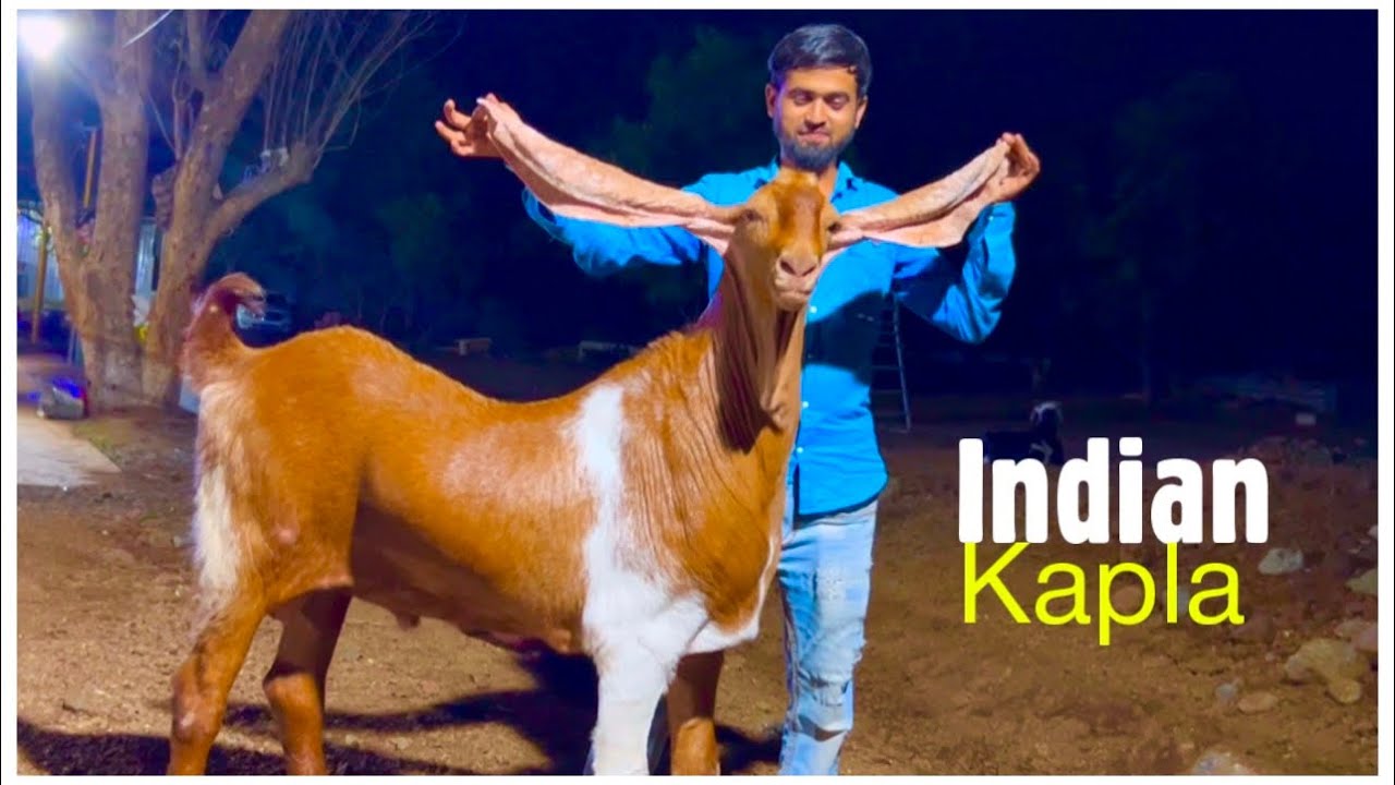 Indian Kapla of Shawaya Goat Farm - YouTube