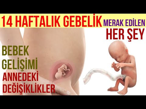 14 Haftalık Gebelik (2025)