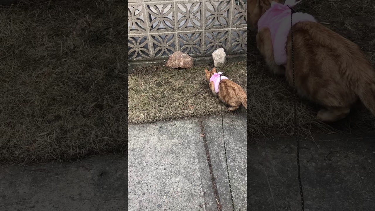 Cat gets beat up by mouse - YouTube