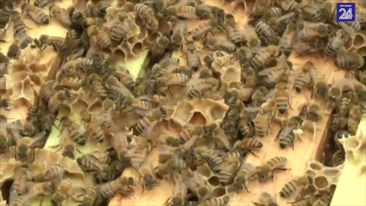 Neo-nikotien-insekdoder “erger vir bye as vroeër vermoed” - YouTube
