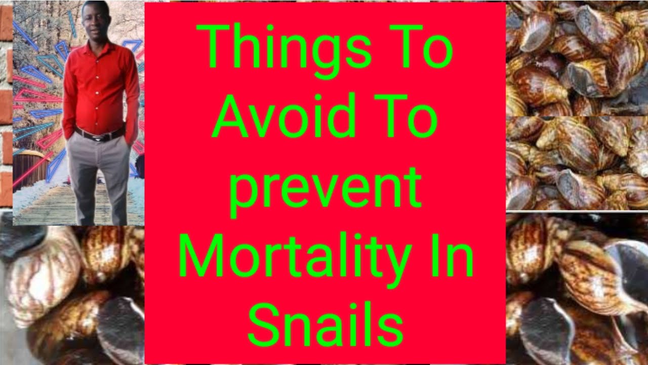 Things To Avoid To prevent Mortality In Snails - YouTube