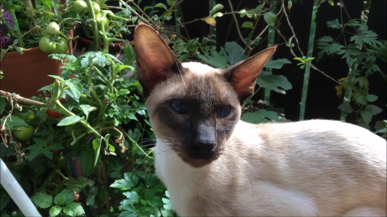 Silver Fox' pure Siamese, 10-01-2017 - YouTube