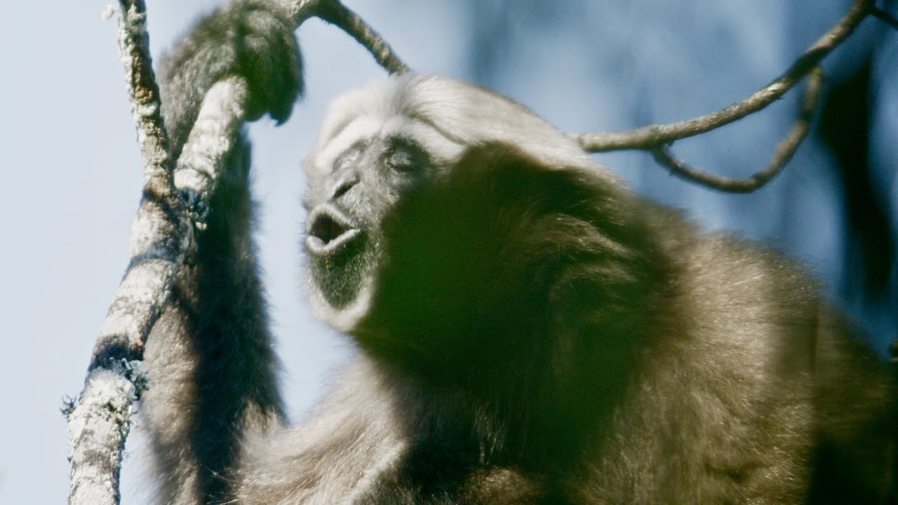 A Song for Love – An Ape with an App | Terra Mater Studios (Official ...