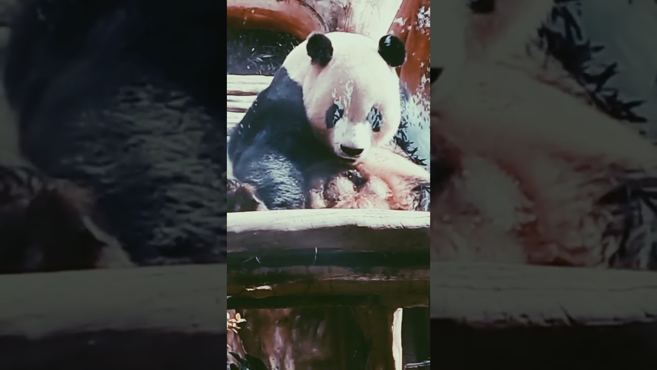 Panda Daily Vlog | Zatopedia | - YouTube