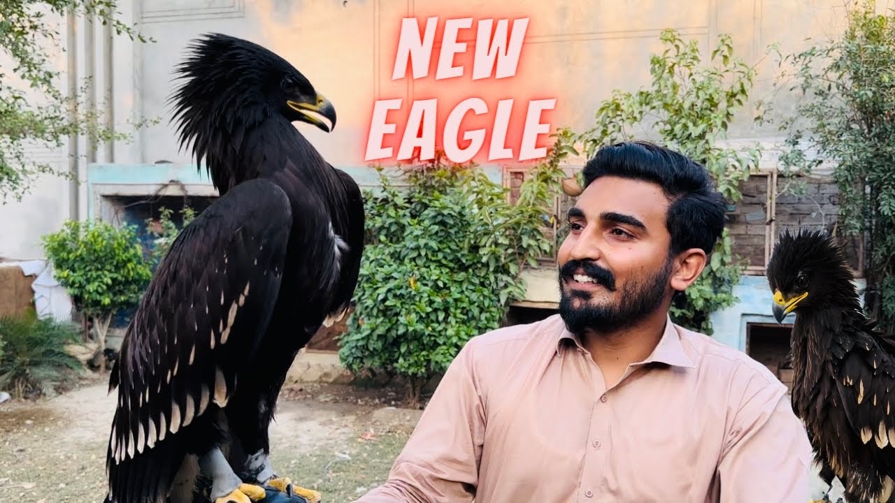 Zoo me new eagle a gya | eagle training | - YouTube