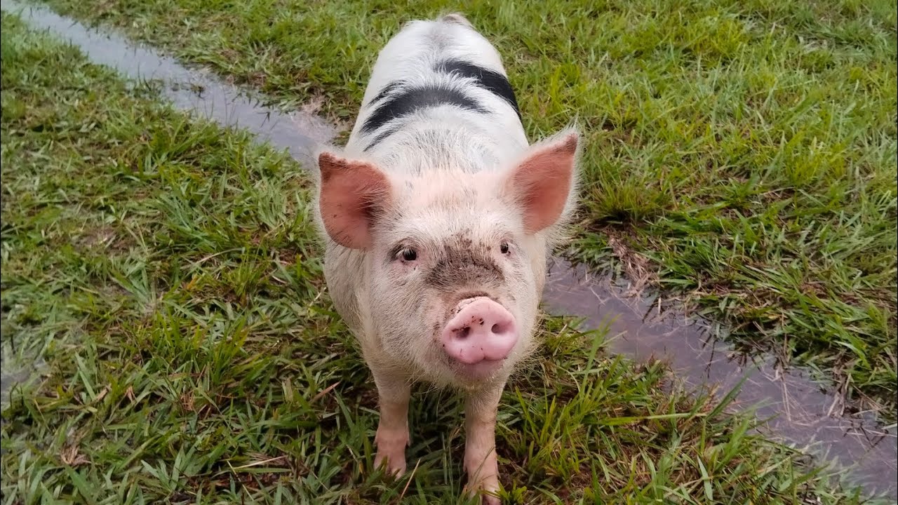 Toño, El Marranito De La Finca | Angie Riaño - YouTube