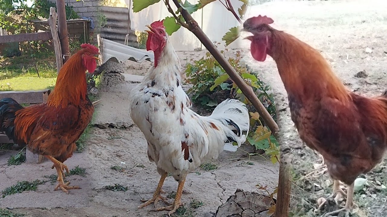 rooster alarm | white and red - YouTube
