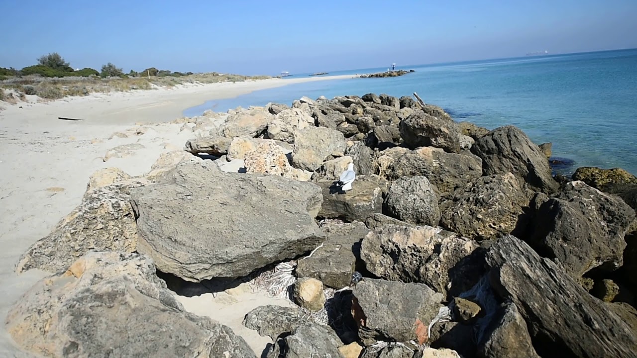 Native Arc release bird back into the wild - YouTube