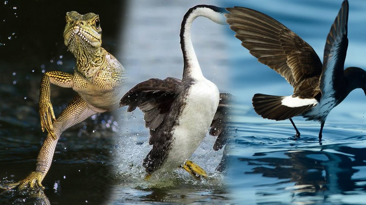 7 Hewan Ini Bisa Berjalan Di Permukaan Air Lho - YouTube