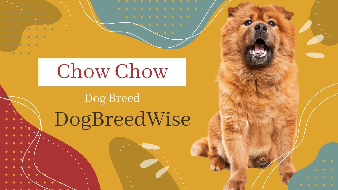 Chow Chow Dog Breed: History, Temperament & Care Tips | Ultimate Guide ...