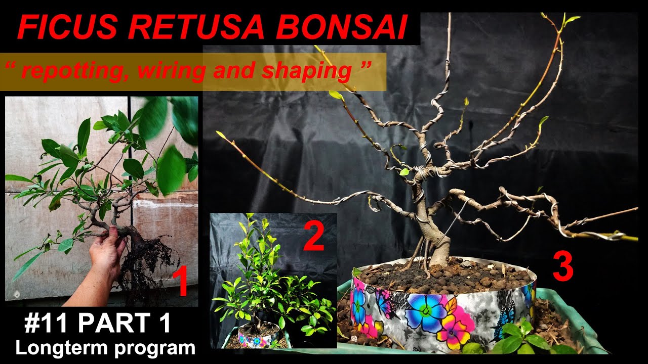 Ficus Retusa Bonsai Longterm Growth Program Step By Step PART 1 ...