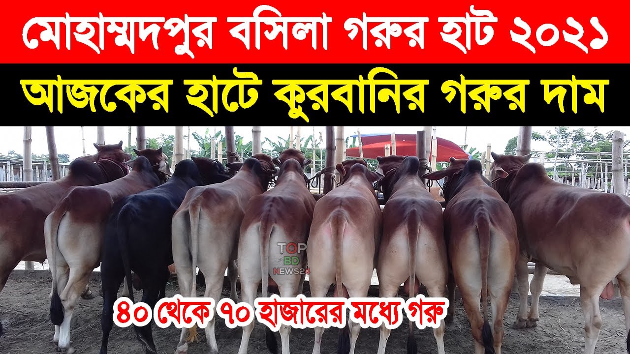 আজকের হাটে কুরবানির গরুর দাম | মোহাম্মদপুর বসিলা গরুর হাট ২০২১ | bosila ...