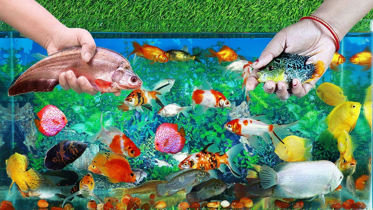 Fish aquarium with different colouring fishes subhamkin parrot goldfish ...