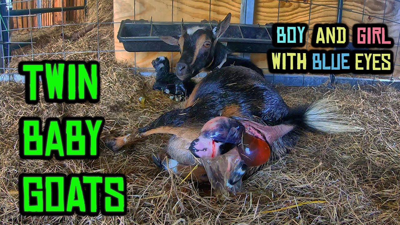 My Goat Gave Birth To Blue Eyed Twins - Baby Goats First Steps - YouTube
