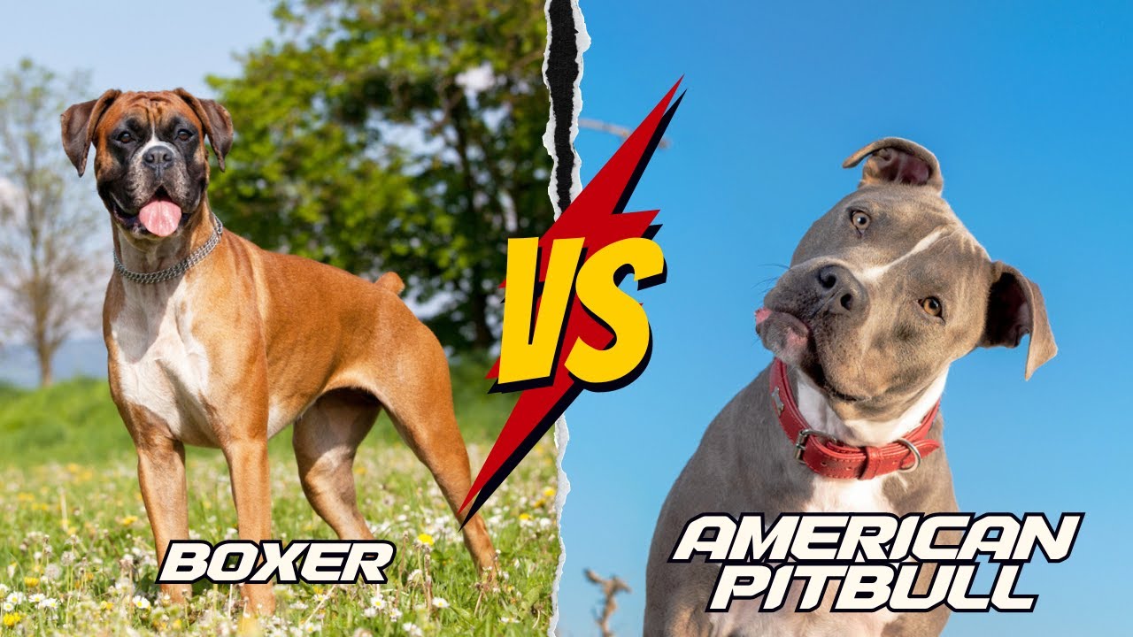Pitbull vs Boxer: Which Breed Is Better? | A Comprehensive Comparison ...