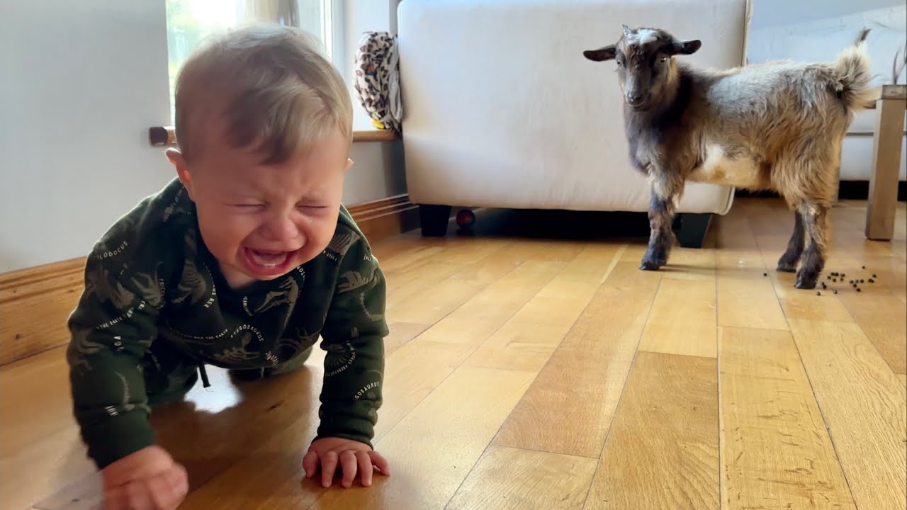 Goat Makes Baby Cry But Says Sorry! (Cutest Ever!!) - YouTube