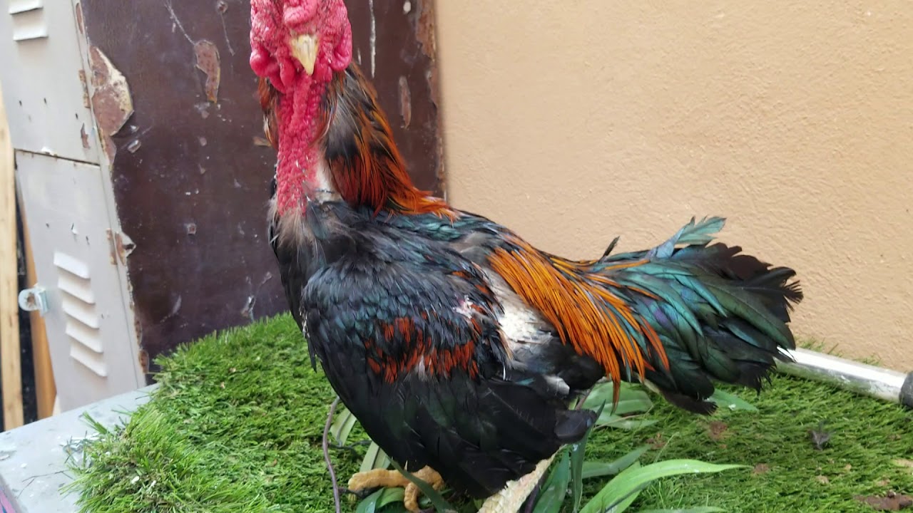 Asil Rajah Murgh Reproductor de casa. - YouTube